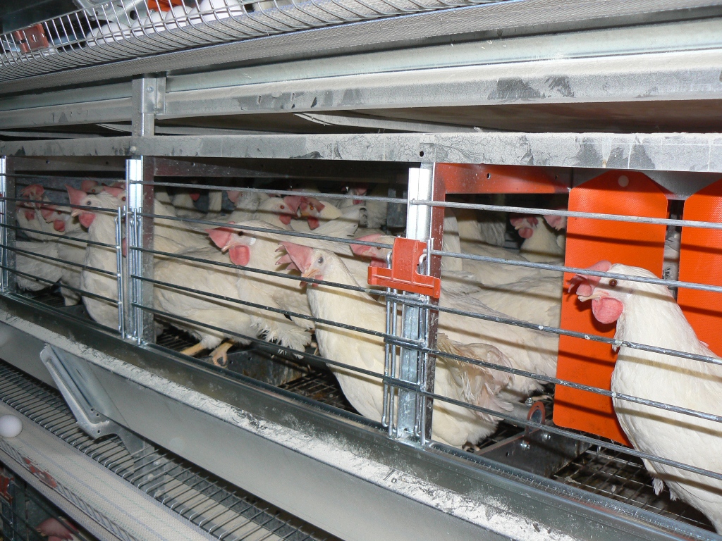 Enrichable - AV1250 and AV1500 - Poultry Equipment - Enriched ...