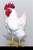 Yield Plus Male Broiler Breeder