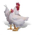 Ross 708 Broiler Breeder
