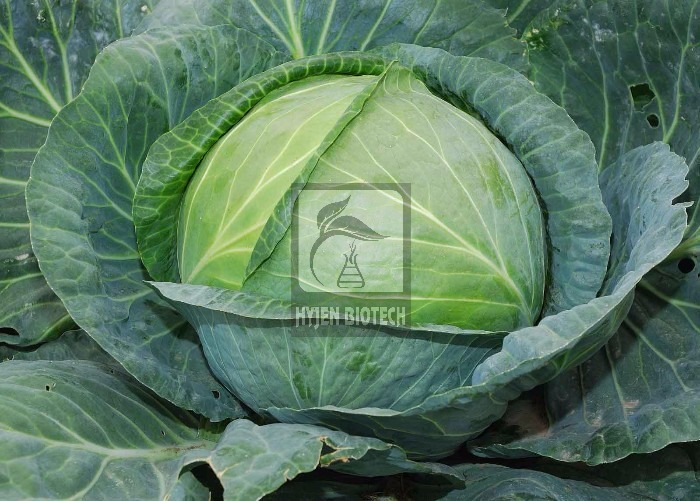 HB-JASMINE 601 Cabbage