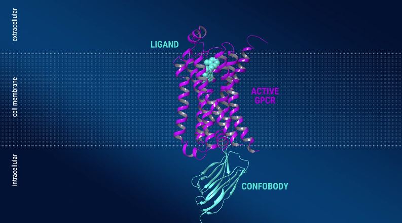 Confo - Technology - Superior Platform for Structure-Based ...