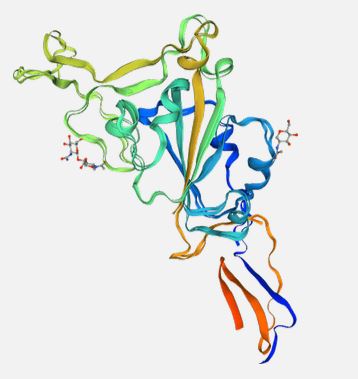 ExcellGene SARS-CoV-2 Receptor Binding Domain (RBD) Cells
