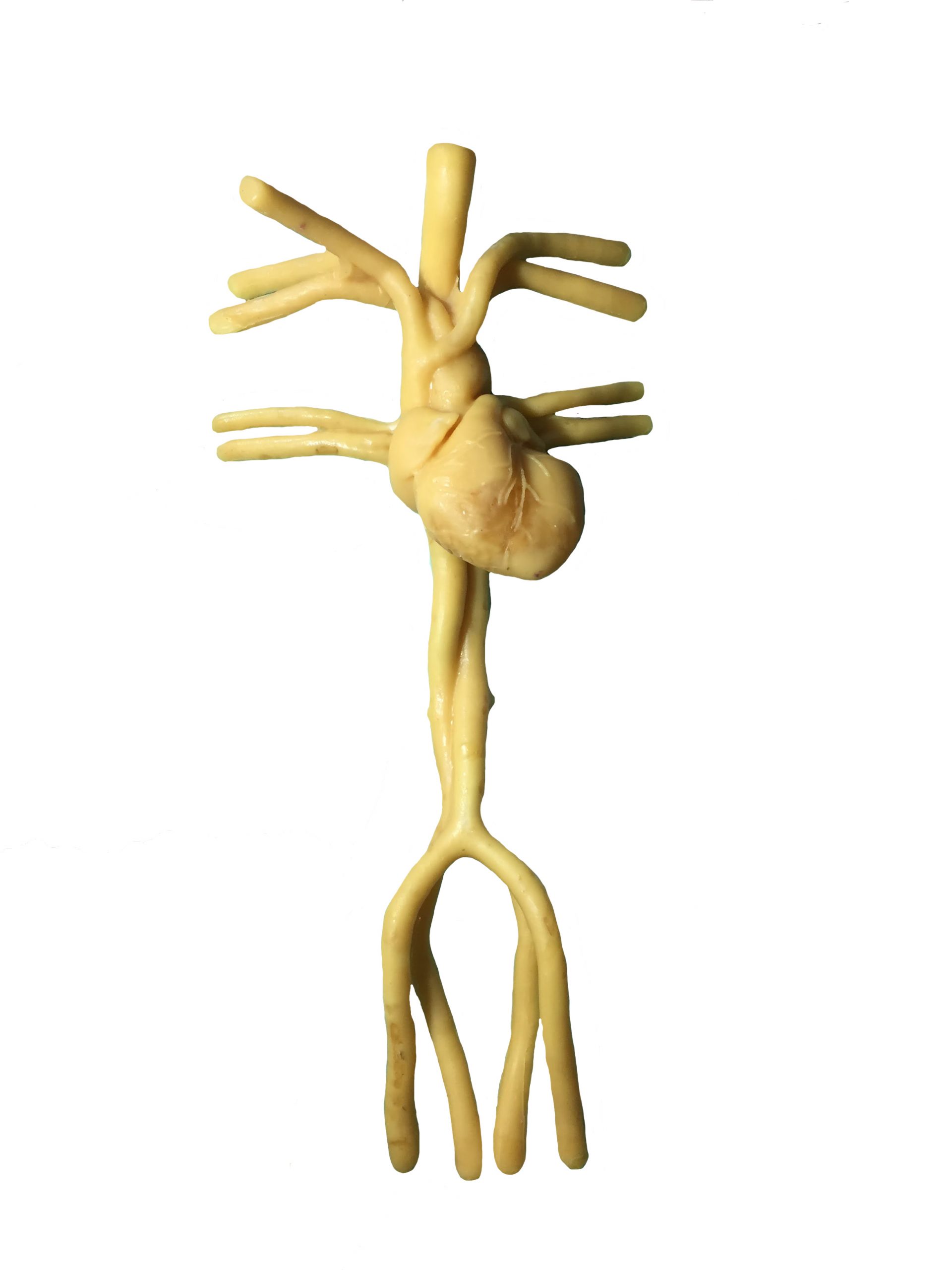 TPS - Adults (US, CT & MRI) - Adult Heart Phantom for Medical ...