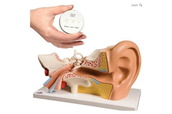 3B Scientific Anatomy Set Ear