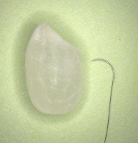 BEAR Micro Series Suture with Needle for Microsurgery for Training ...