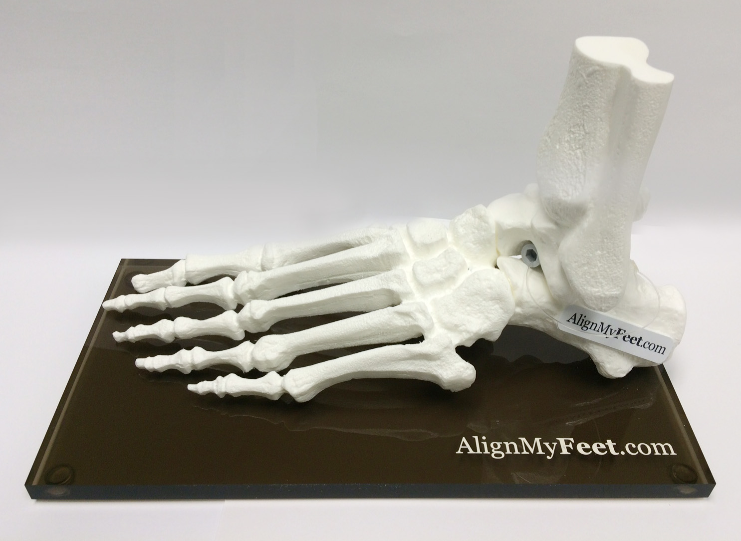 AlignMyFeet - Magnetic Foot Models by GraMedica