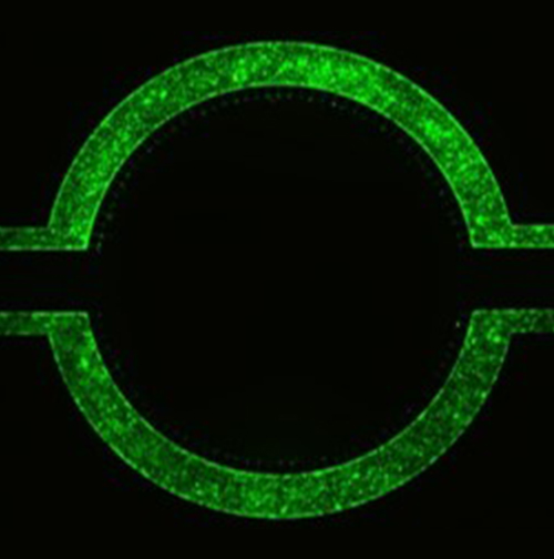 SynBBB - 3D Tissue and Organ-on-Chip Models - 3D Blood Brain ...