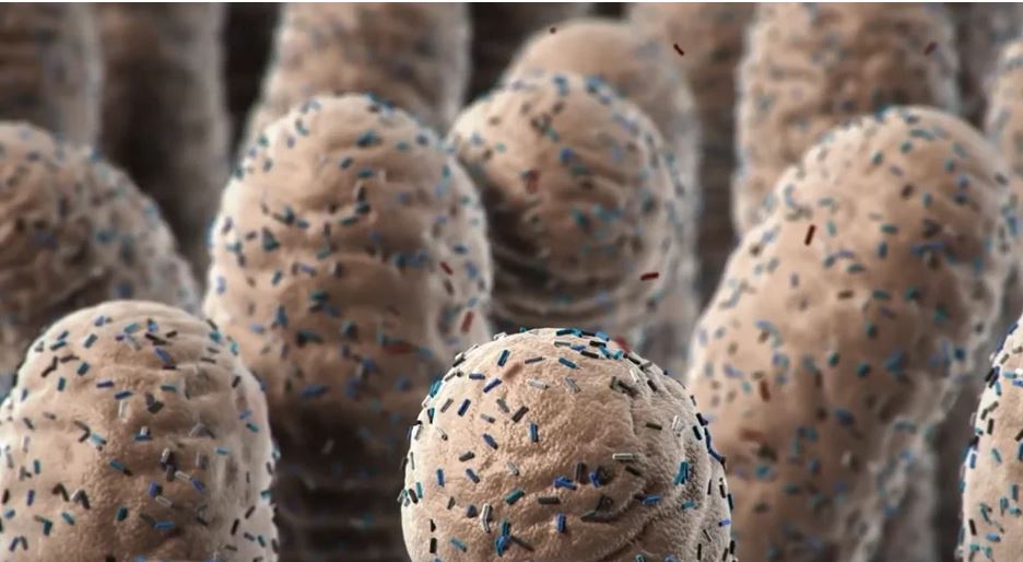 SlimBiome - Products - Hunger-Free Weight Management System ...