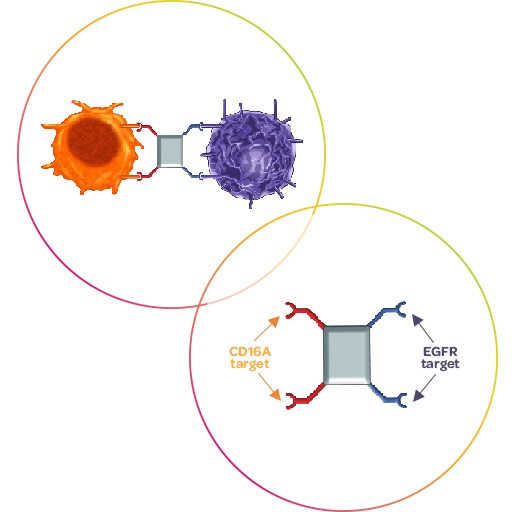 AFM24 Innate Cell Engager Molecule