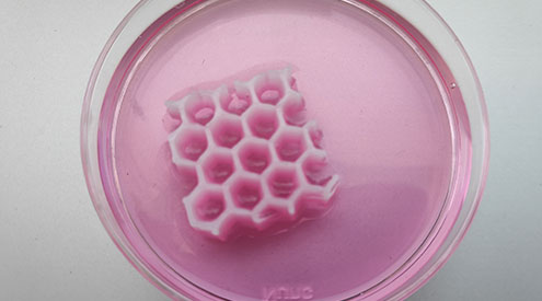 Regemat - PCL - Biomaterials - Biomaterials by Regemat 3D