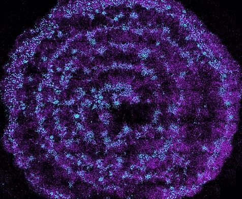 mimiX - Technology - Sound Induced Morphogenesis Technology ...