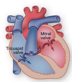 Novostia Heart Valves