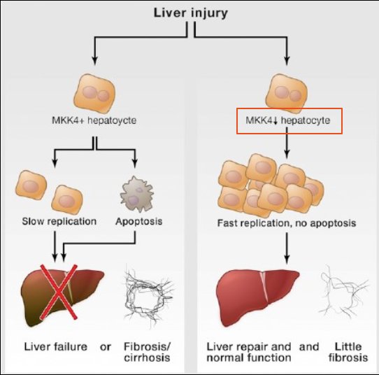 HepaRegeniX - A First-in-class Therapeutic Target by ...