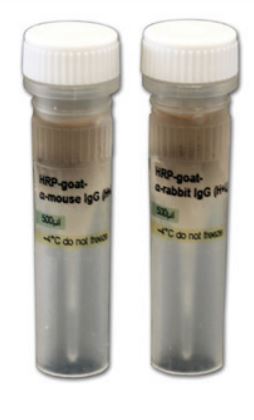 Antibodies and Antibody Labeling - HRP-Conjugated Secondary ...