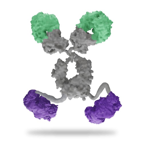 Systimmune SI-B001 Specificity Enhanced Bi-Specific Antibody (SEBA)