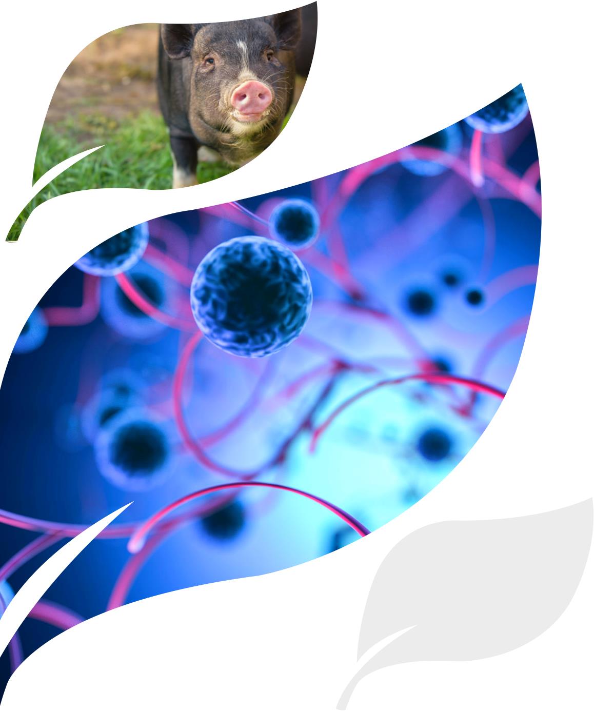 Ibio - 400 - Pipeline - Vaccines - Classical Swine Fever ...