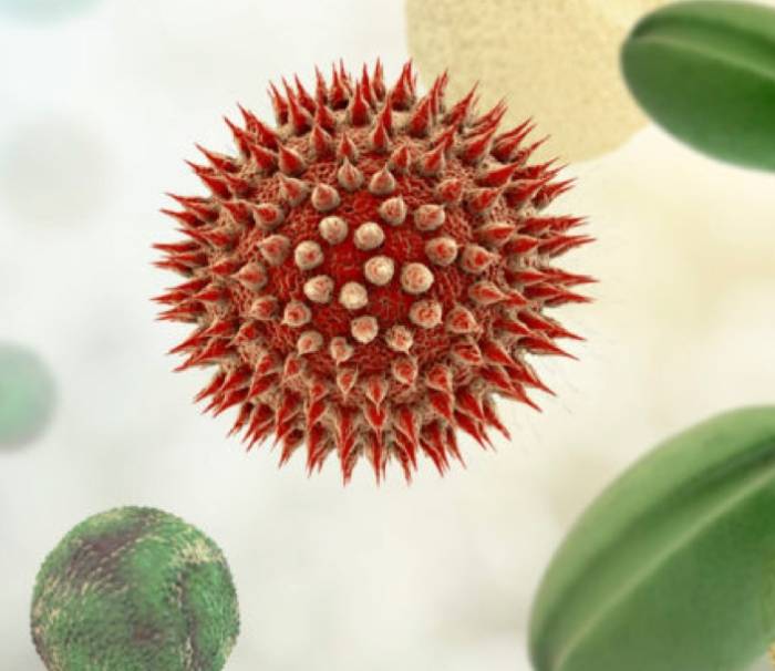 Research & Development - Allergens by Leaf Expression Systems