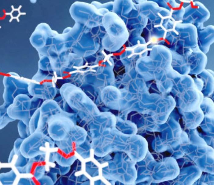 Research & Development - Enzymes by Leaf Expression Systems