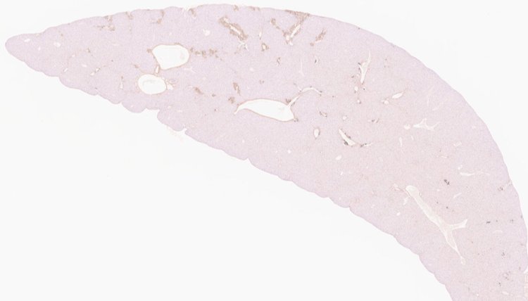 3Helix Auto-CHP Collagen Hybridizing Peptide, Biotin Conjugate For ...