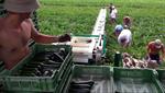Delecroix Hydraulic Harvesting Belt