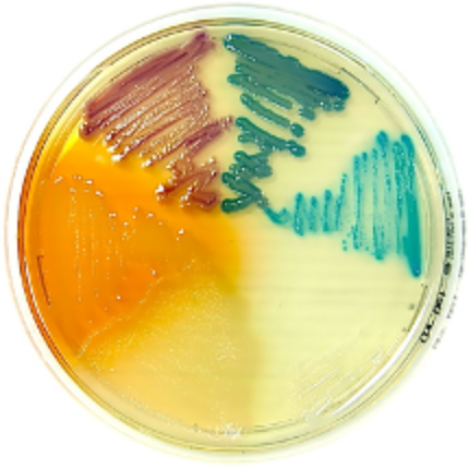 Liofilchem Chromatic Detection System