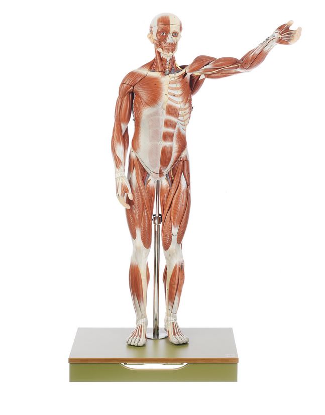 AS 1 - Anatomy Models - Male Muscle Figure by Marcus Sommer ...
