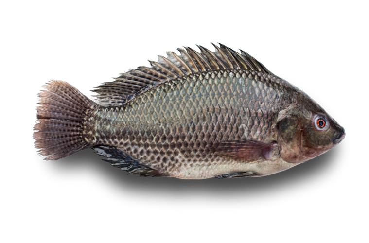 GF-Hatchery Silver Nile Tilapia