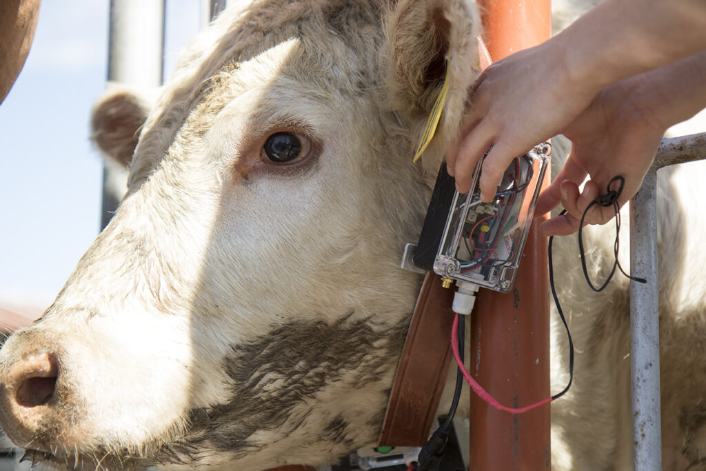Calving Multi-Sensory Collar