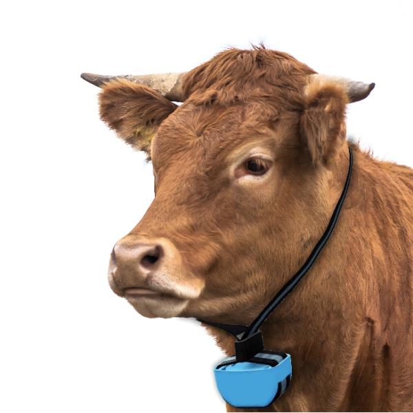GA5067 IoT based livestock GPS collar | Agriseen Technology Co.,LTD