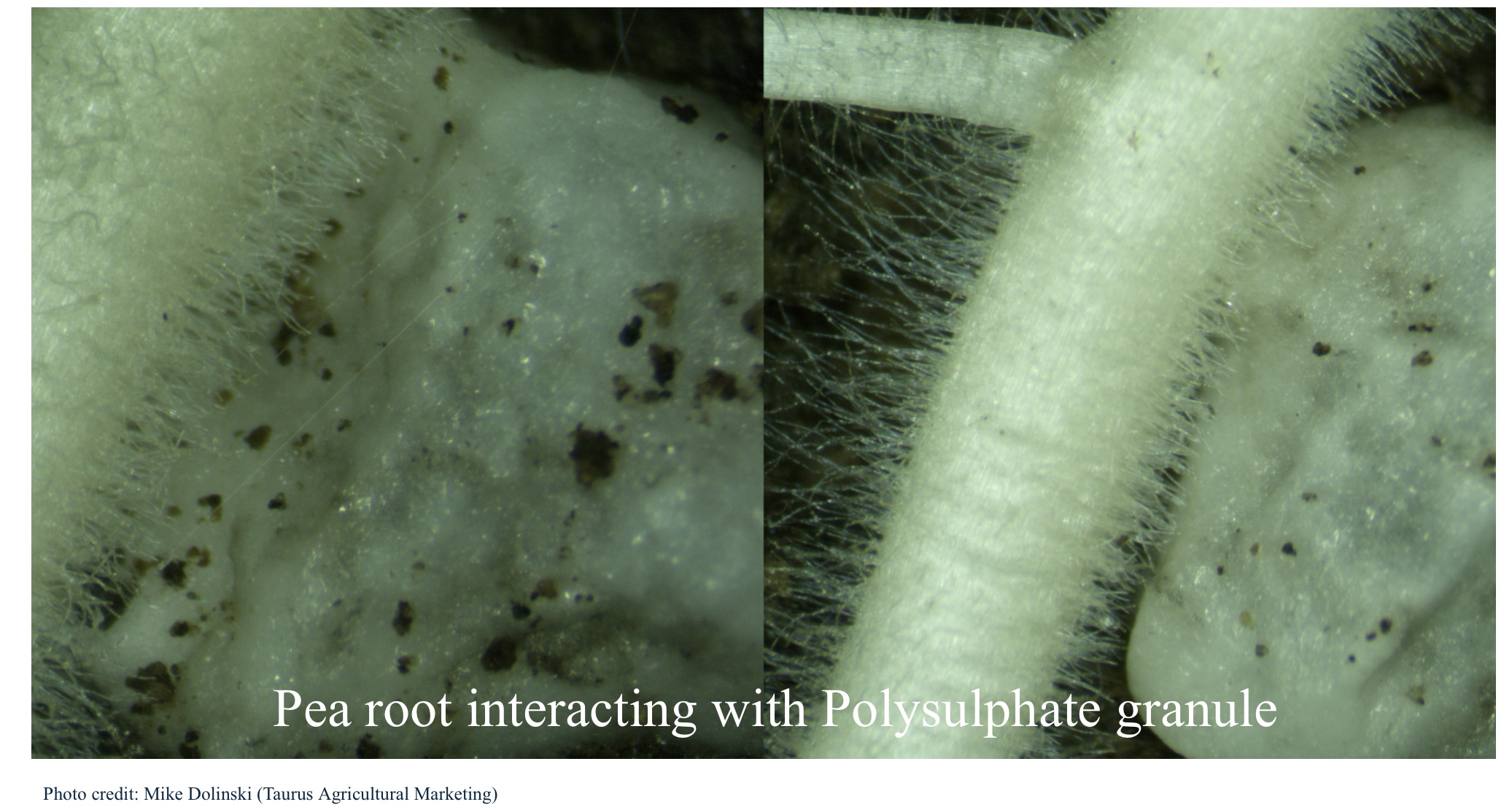 Premium Polysulphate Fertilizer