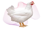 Cobb-Vantress Cobb500™ Broiler Chicken for Efficient Poultry Production