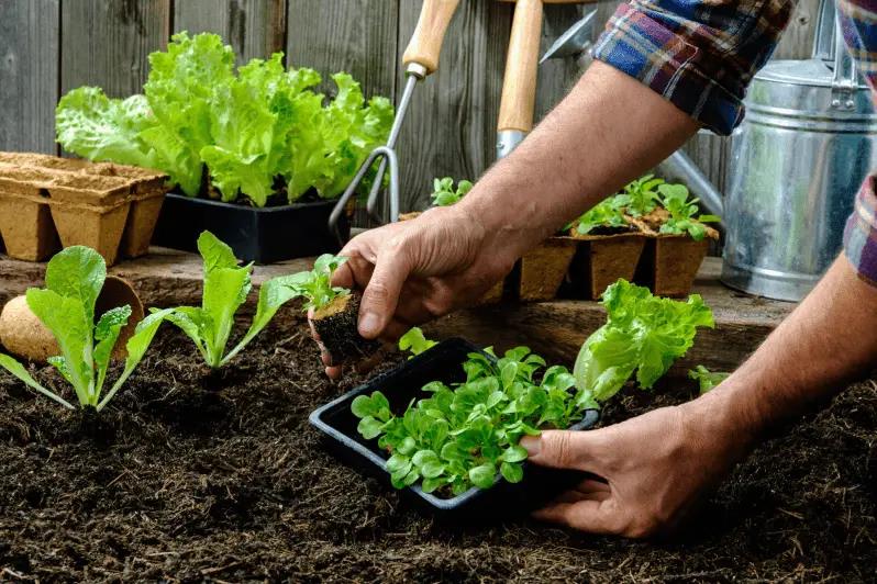 WeCare Denali Bulk Compost Product