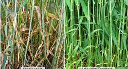 Aderya Fungicides