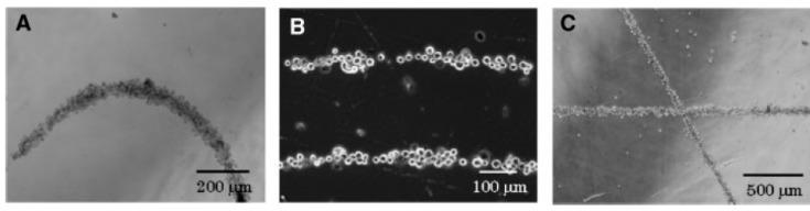 Creative Bioarray Patterning Cell Using Magnetic Traps