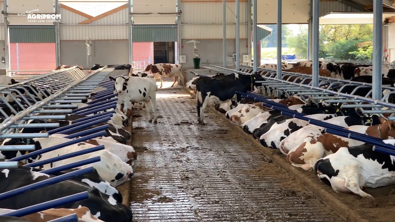 Release Flexible Free Stall in Groenlo - Netherlands - Video