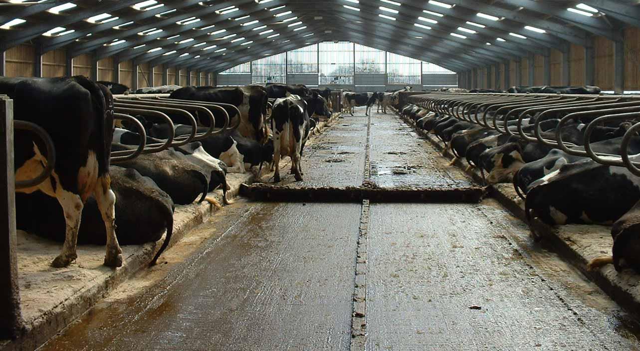 Dairymaster Automatic Manure Scraper System