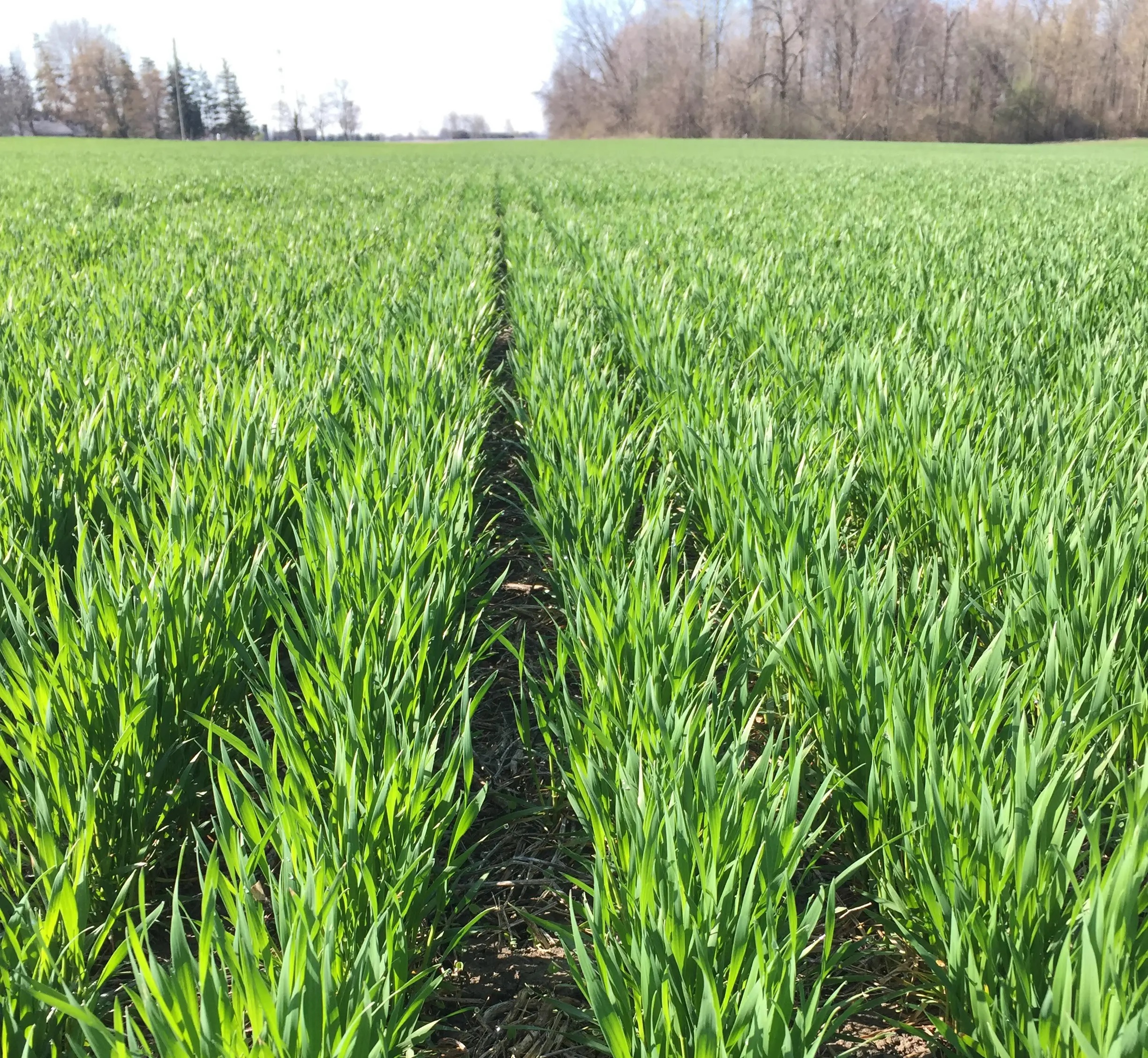 Alpine HKW18 Liquid Fertilizer