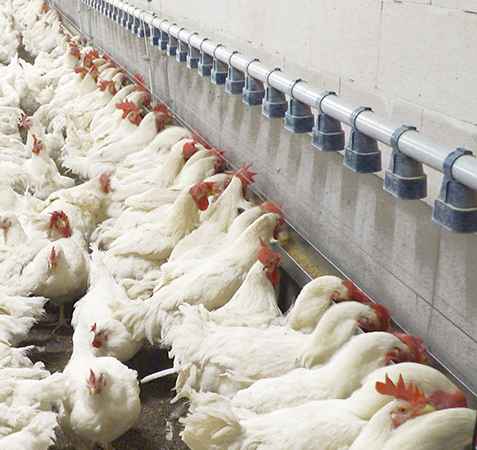 VDL Agrotech Matrix Male Feeding System
