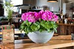 Primula Touch Me Large Mini Spring Plant