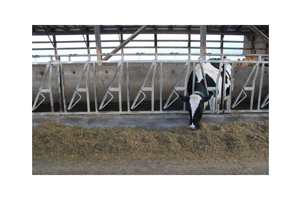 Artex Standard Self Locks