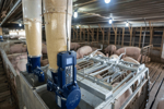 Jyga GESTAL 3G Feeding System for Gestating Sows