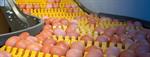 VDL Jansen FlexBelt Poultry Egg Transport System
