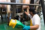 Puli Sistem F71 Multiple Pre-Milking System
