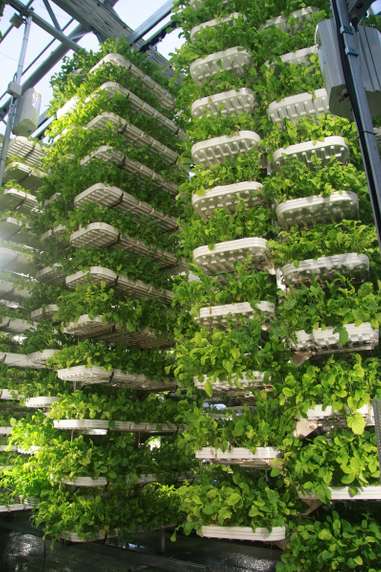 VertiCrop Closed Loop Hydroponic Vertical Farming Conveyor System