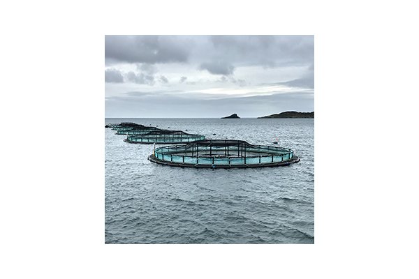 Garware VIKING PLUS Grow Out Cage
