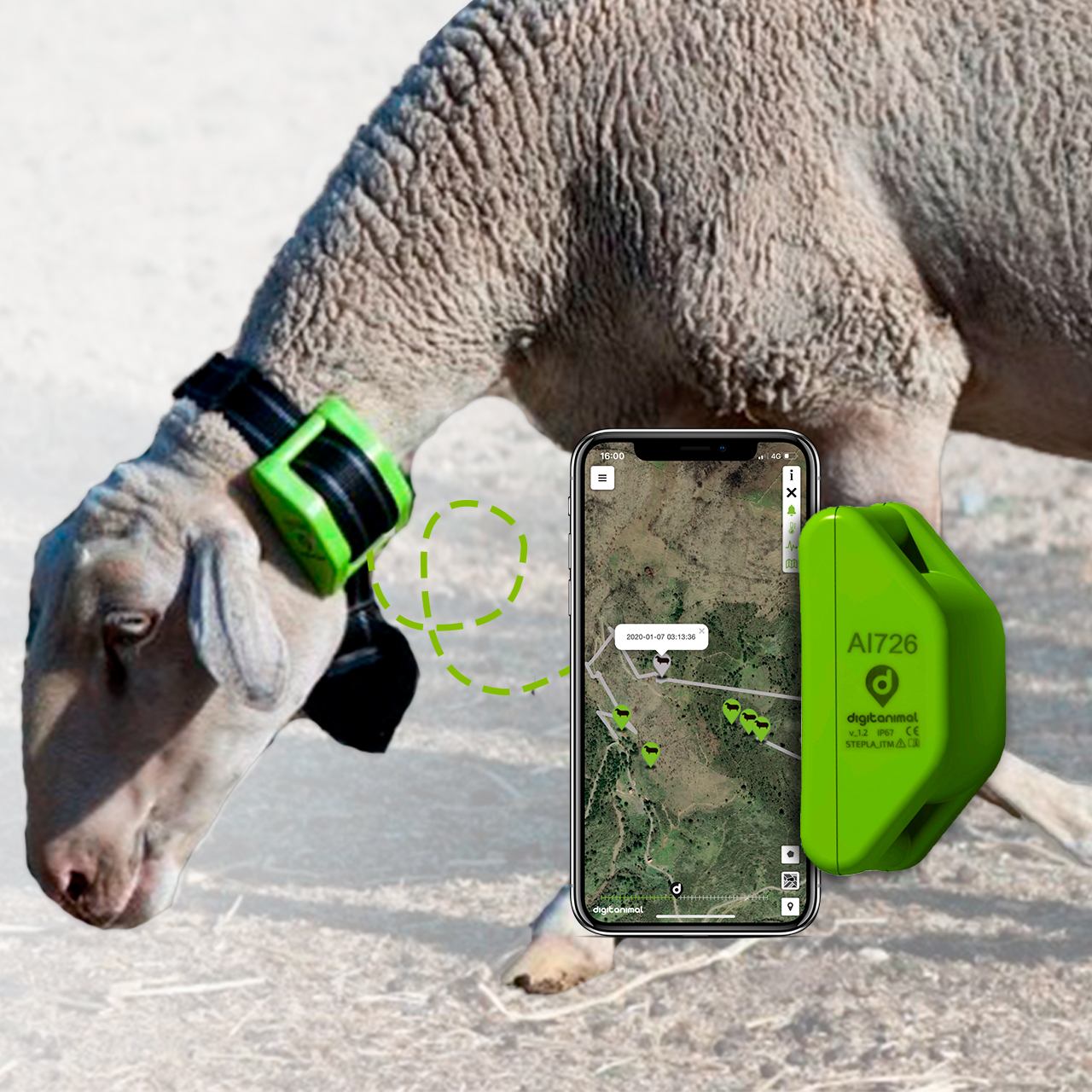 Digitanimal Sheep GPS Tracker